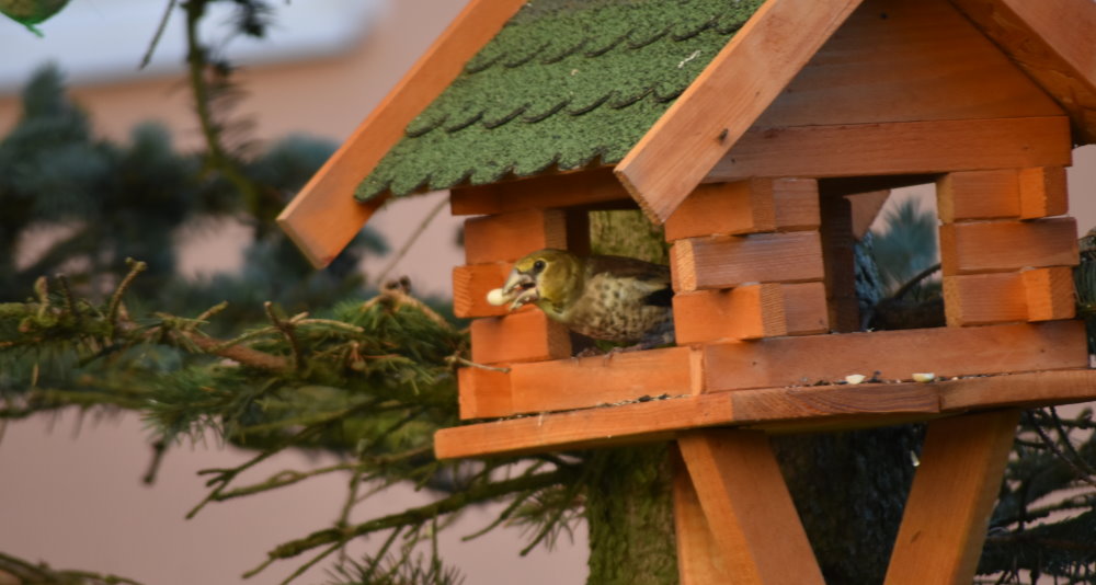 Soll man ganzjährig die Wildvögel füttern?