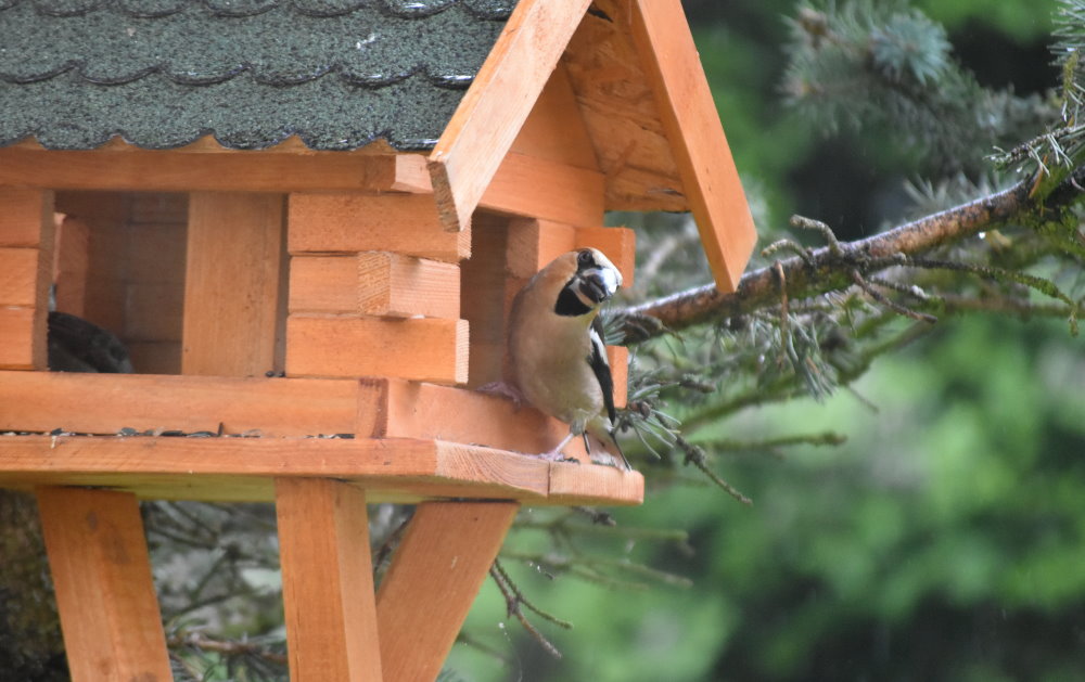 Soll man ganzjährig die Wildvögel füttern?