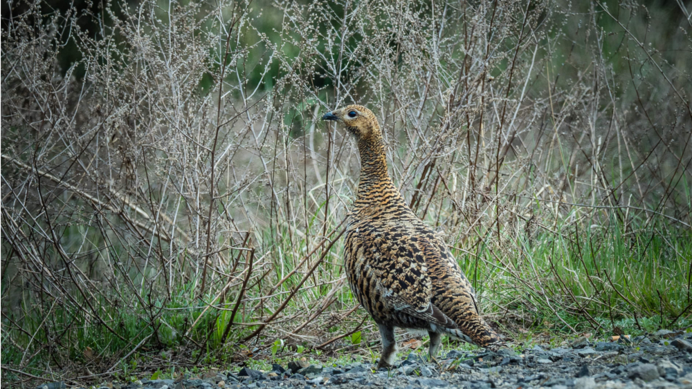 Das Birkhuhn muss seinen Platz in der Lausitz zurückbekommen