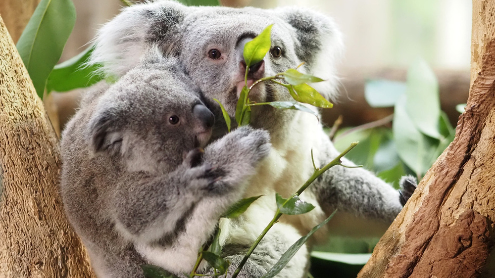 Zoo Leipzig Koalas